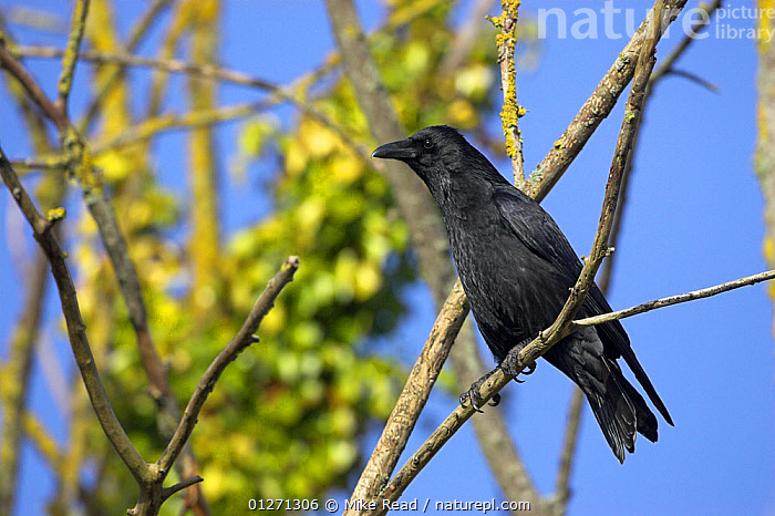Stock photo of Carrion crow {Corvus corone} perched, Radipole Lake RSPB ...