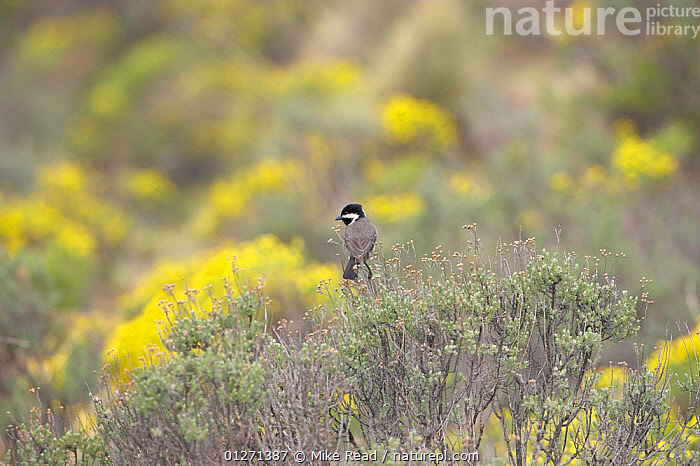 Stock photo of Grey tit {Parus / Melaniparus afer} perched on scrub ...
