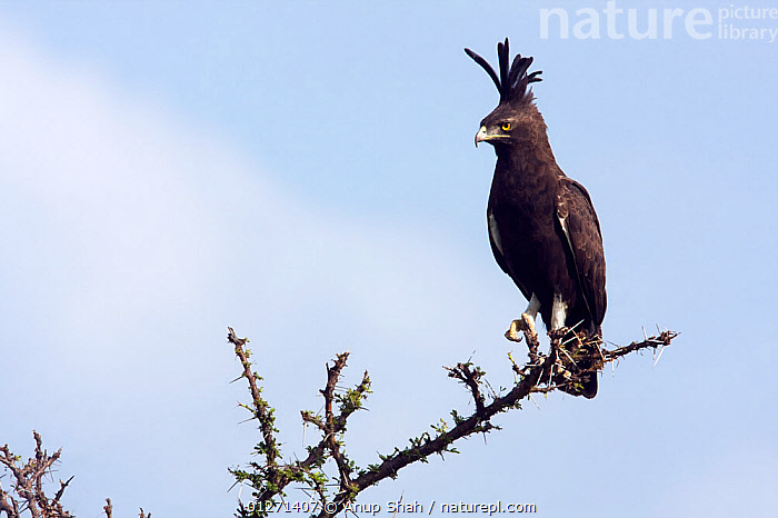 Stock photo of Long-crested eagle (Lophaetus occipitalis) perched on a branch, Masai Mara ...