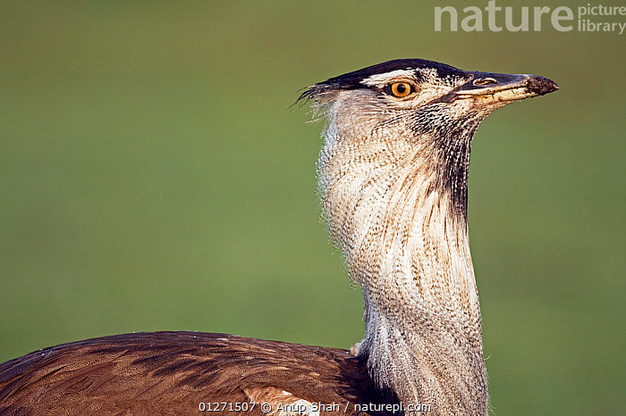 Stock photo of Head portrait of Kori Bustard (Ardeotis kori). Masai ...