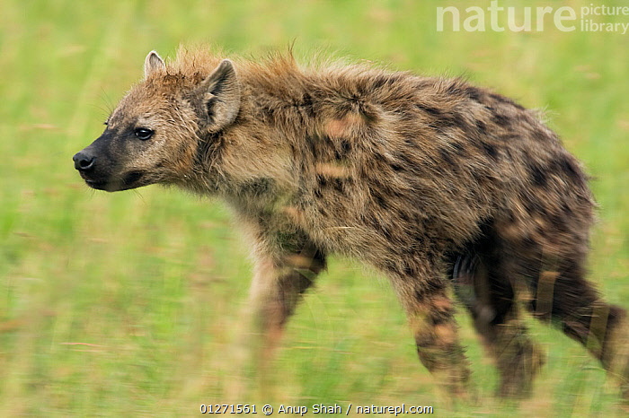 Stock photo of Female Spotted hyenas (Crocuta crocuta) walking through ...