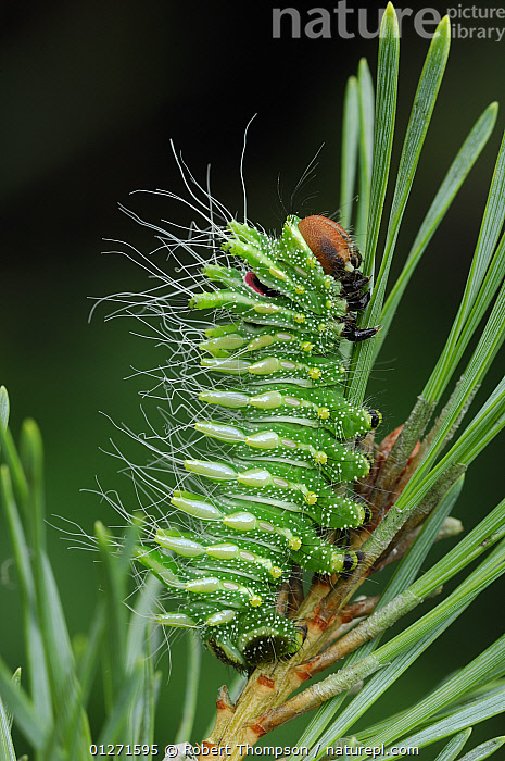 Stock photo of Caterpillar larva of Chinese Moon / Luna Moth (Actias ...