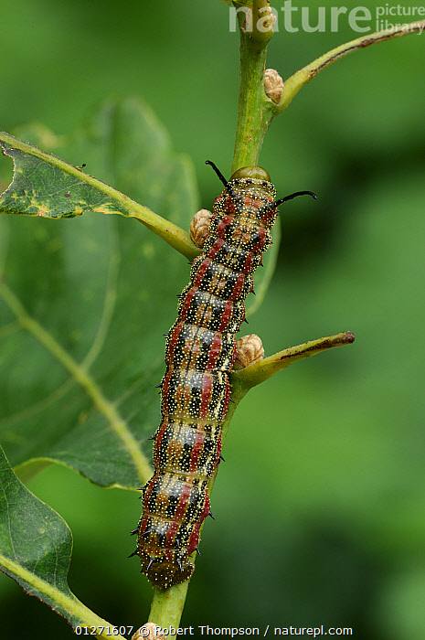 Stock photo of Caterpillar larva of Southern pink-striped oakworm moth ...