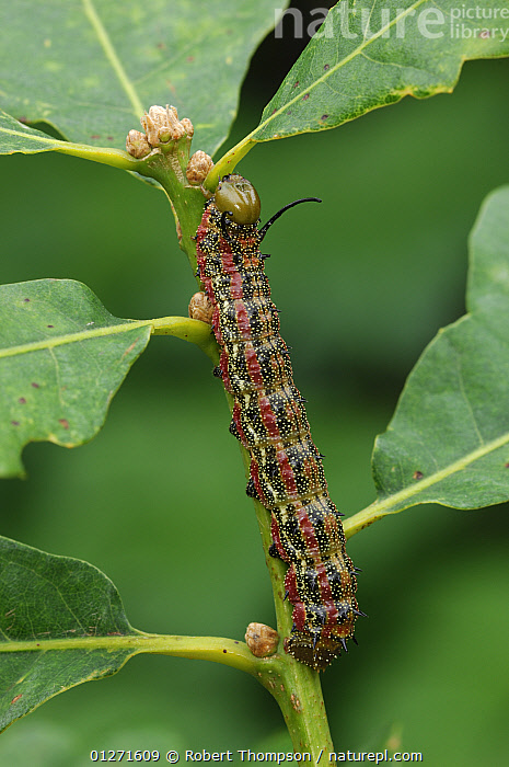 Stock photo of Caterpillar larva of Southern pink-striped oakworm moth ...