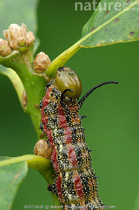 Stock photo of Caterpillar larva of Southern pink-striped oakworm moth ...