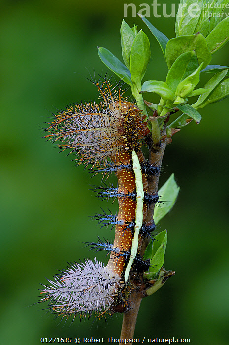 Stock photo of Caterpillar larva of Saturnid moth {Automeris larra ...