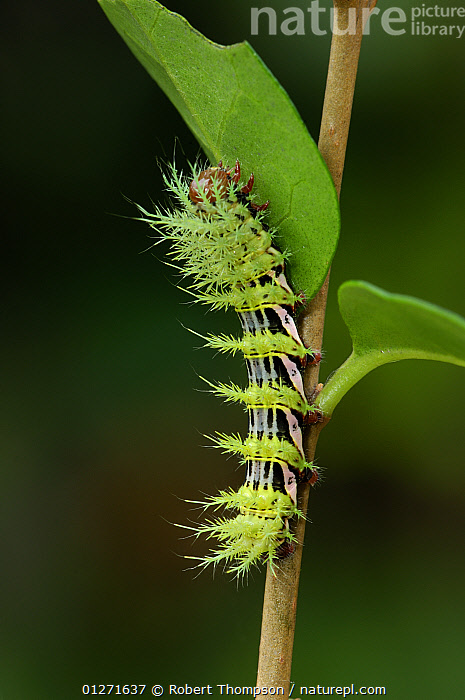 Stock photo of Early instar caterpillar larva of Saturnid moth ...