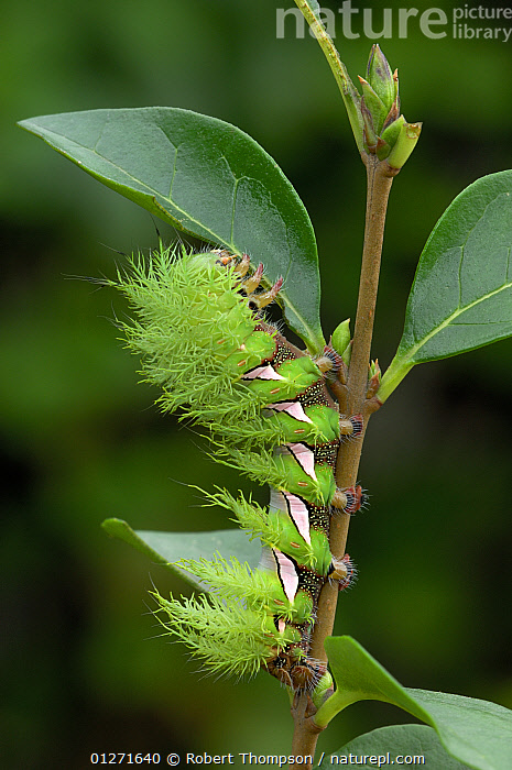Stock photo of Early instar caterpillar larva of Saturnid moth ...