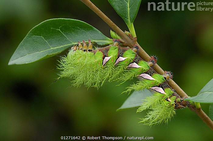 Stock photo of Early instar caterpillar larva of Saturnid moth ...
