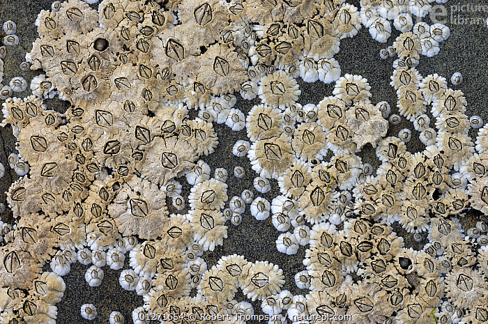 Stock photo of Common barnacles {Balanus balanoides} on rock, Northern ...