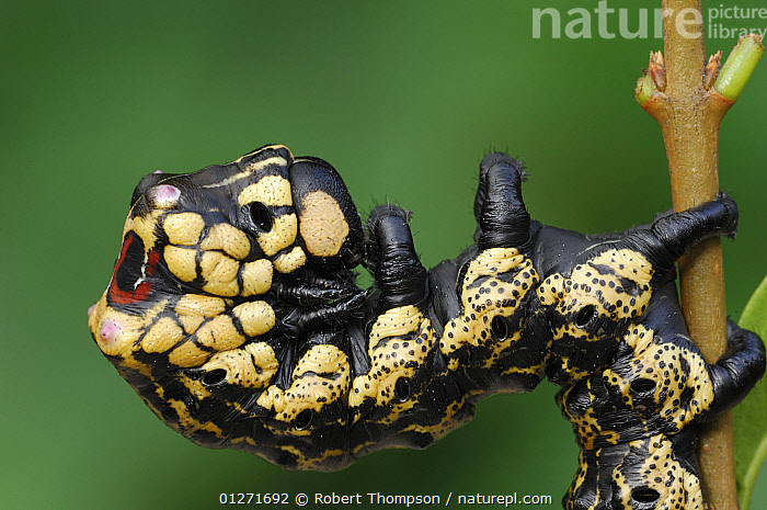 Stock photo of Caterpillar larva of the Owl moth {Brahmaea certhia ...
