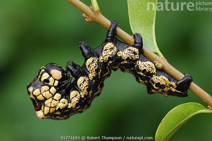 Stock photo of Caterpillar larva of the Owl moth {Brahmaea certhia ...