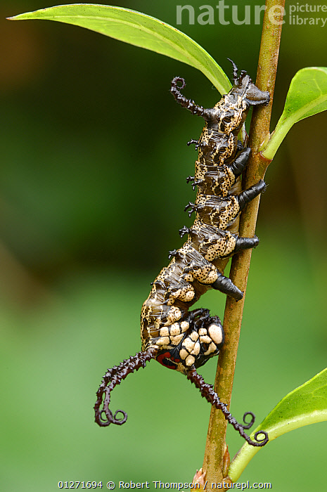 Stock photo of Caterpillar larva of the Owl moth {Brahmaea certhia ...