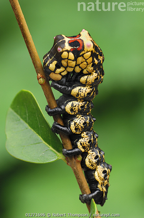 Stock photo of Caterpillar larva of the Owl moth {Brahmaea certhia ...