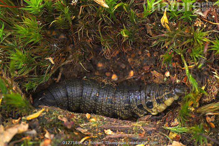 Stock photo of Larva of Elephant hawk-moth {Deilephila elpenor} in ...