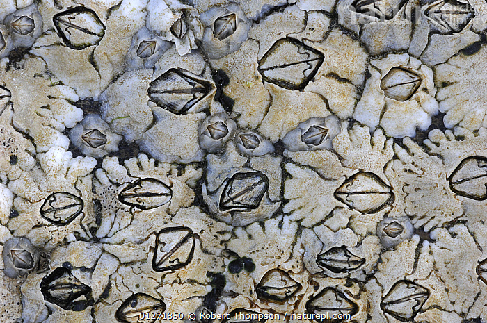 Stock photo of Barnacles {Balanus / Semibalanus balanoides} and ...