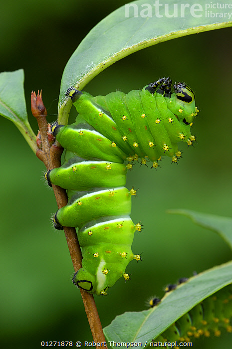 Stock photo of Forbe's silkmoth {Rothschildia lebeau forbesi ...