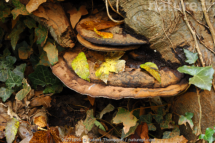 Stock photo of Artists' fungus {Ganoderma applanatum} under fallen ...