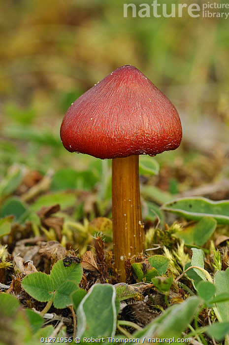 Stock photo of Wax cap fungus {Hygrocybe conica} Streedagh Dunes ...