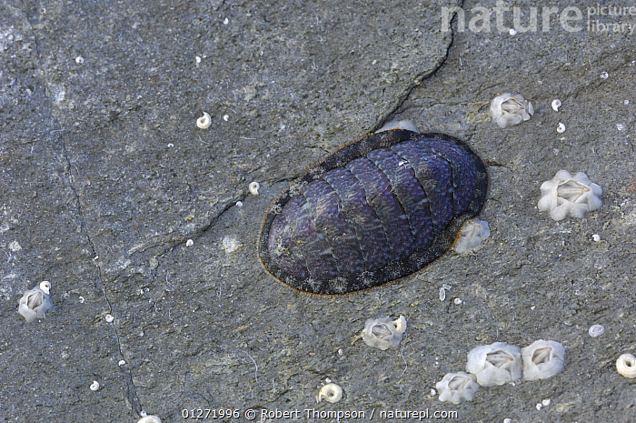 Stock photo of Chiton {Lepidochitona cinerea} and Barnacles {Elminius ...