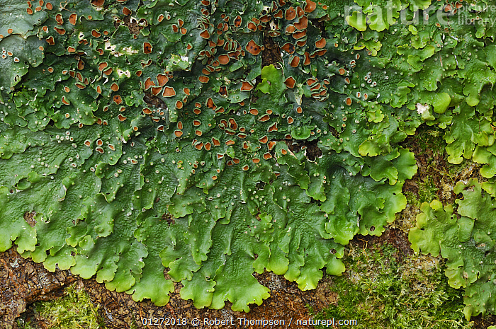 Stock photo of Lungwort {Lobaria virens} Ross Island, Killarney ...