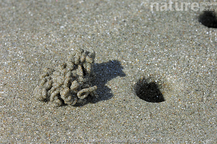 Stock photo of Lugworm cast and burrow in sand {Arenicola marina ...