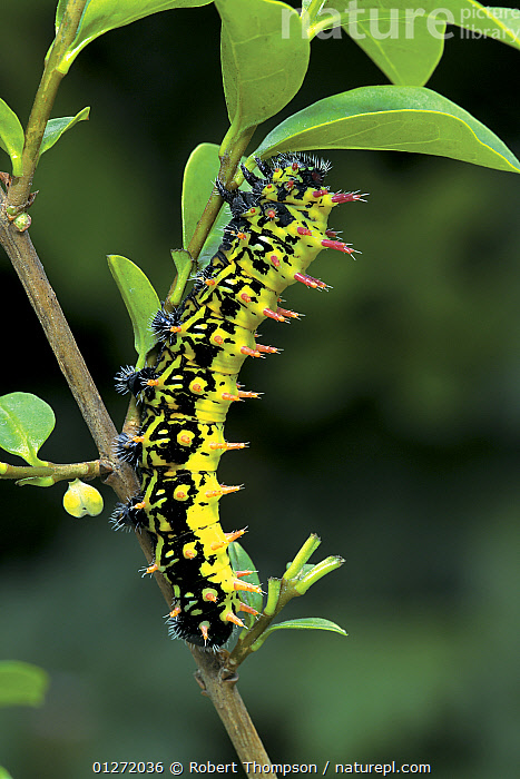 Stock photo of Caterpillar larva of Moon / Bulls eye moth {Automeris sp ...