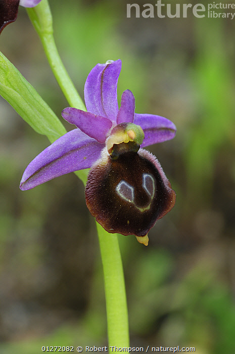 Stock photo of Bee orchid {Ophrys argolica} flower, The Peleponnese ...