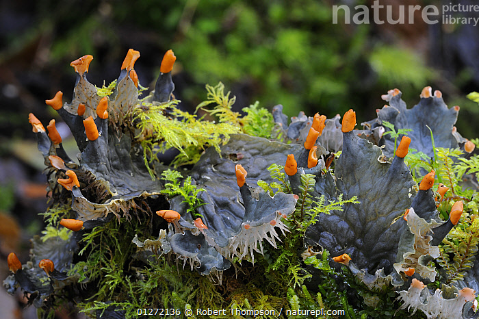 Stock photo of Dog lichen {Peltigera membranacea} Ballymote, County ...