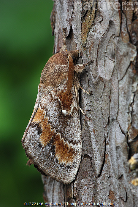 Stock photo of Pine tree lappet moth {Dendrolimus pini} Adult from ...