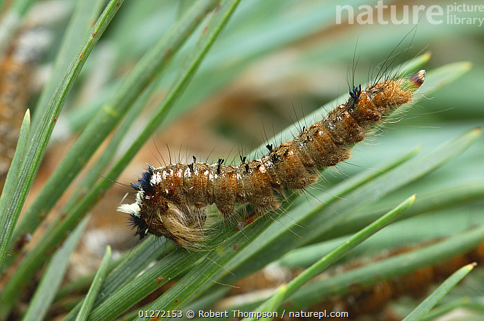 Stock photo of Caterpillar larva of Pine tree lappet moth {Dendrolimus ...