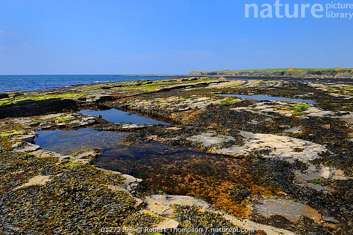 Stock photo of Rock pools at low tide, Murles Point, County Donegal ...