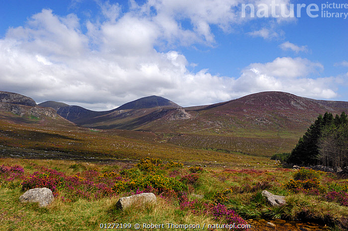 Stock photo of Moorland and mountain landscape with Donard in the ...