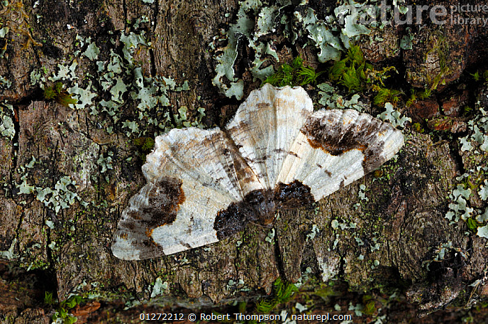 Stock photo of Scorched carpet moth {Ligdia adustata} camouflaged on ...