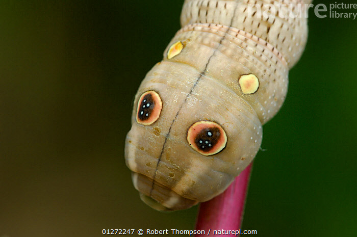 Stock photo of Close up of eye markings of caterpillar larva of Silver ...