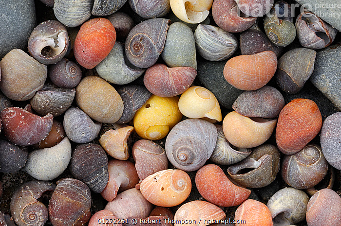 Stock photo of Smooth / Flat periwinkle {Littorina littoralis} shells ...