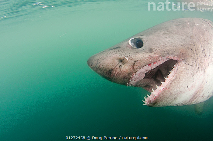 Stock photo of Close up of teeth and mouth of Salmon shark {Lamna ...