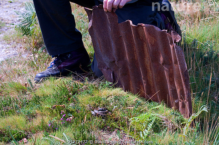 Stock photo of Grass Snake {Natrix natrix} under sheet of corrugated ...
