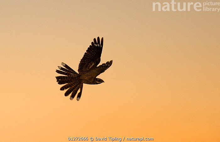 Nightjar Flying Nightjar Bird Facts | Caprimulgus Europaeus