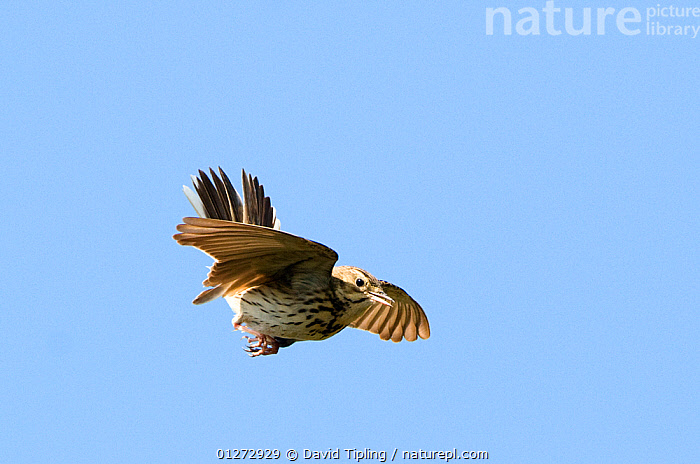 Stock photo of Tree pipit (Anthus trivialis) in flight singing, Brecks ...
