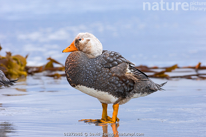 Stock photo of Male Falkland / Flightless steamer duck (Tachyeres ...