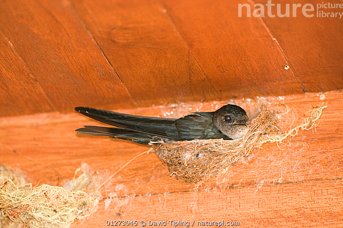 Stock photo of Glossy swiftlet (Collocalia esculenta) nesting inside ...