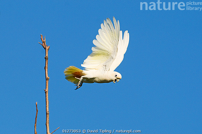 Stock photo of Philippine / Red vented cockatoo (Cacatua haematuropygia ...
