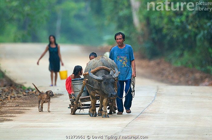 Stock photo of Farming family with a domesticated Water buffalo pulling ...