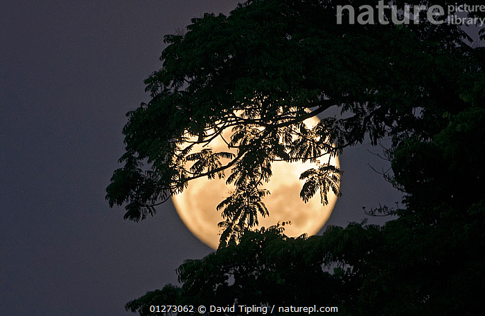 Stock photo of Full moon rising behind silhouetted branches, Palawan ...