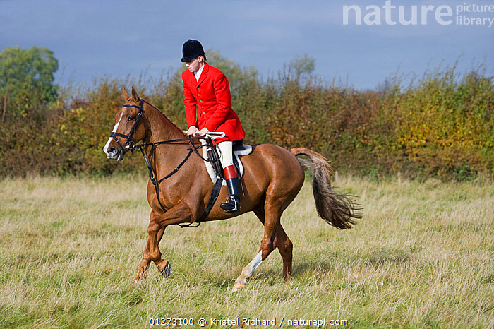 Stock photo of A whipper-in wearing the traditional hunting attire ...