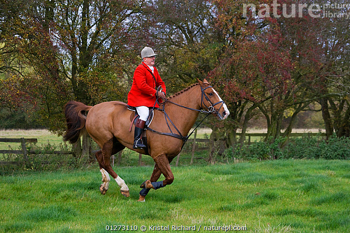Stock photo of A gentleman, wearing the traditional hunting attire ...