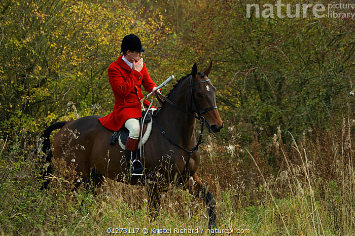 Stock photo of The huntsman, wearing the traditional hunting attire ...