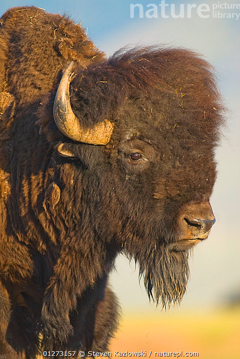 Stock photo of American bison (Bison bison) adult in early summer ...