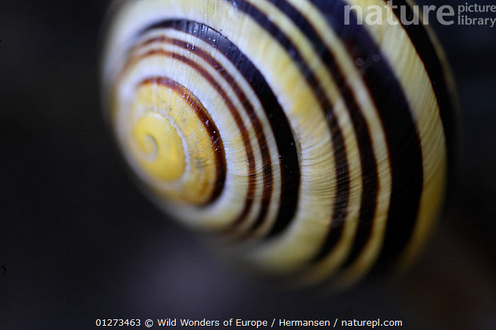 Stock photo of White lipped snail (Cepaea hortensis) close-up of shell ...